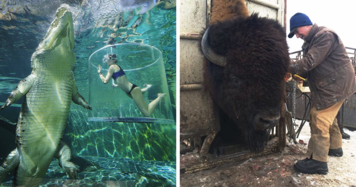 50 Animals So Giant It’s Hard To Believe They’re Real (New Pics ...