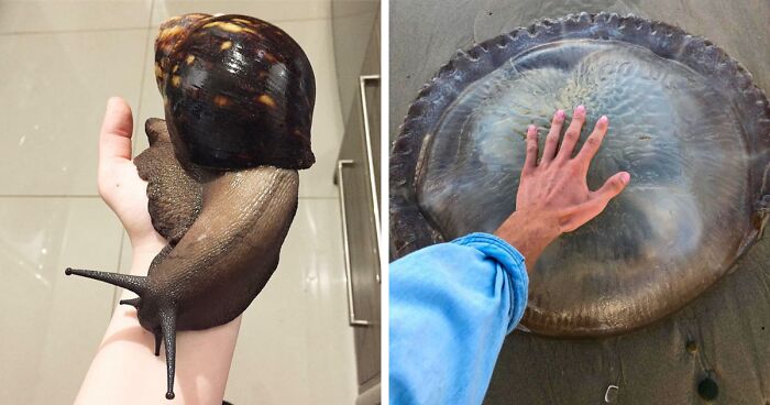 50 Animals So Giant It’s Hard To Believe They’re Real (New Pics ...