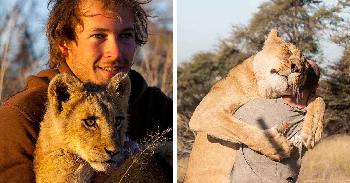 A Beautiful Friendship Between This Caregiver And Lioness That Started ...