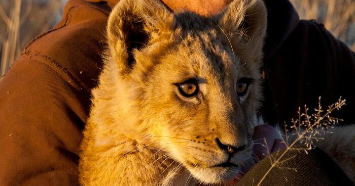 A Beautiful Friendship Between This Caregiver And Lioness That Started ...