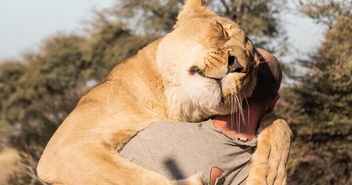 A Beautiful Friendship Between This Caregiver And Lioness That Started ...