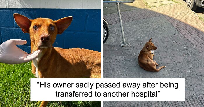 This Loyal Dog Spent 9 Days By The Hospital, Hoping For A Reunion With ...
