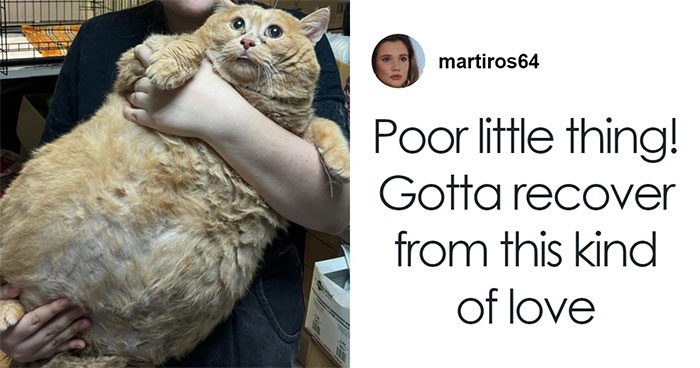 Giant Cat “Crumb” That Weighs Nearly 40 lb Was Rescued From Russian ...