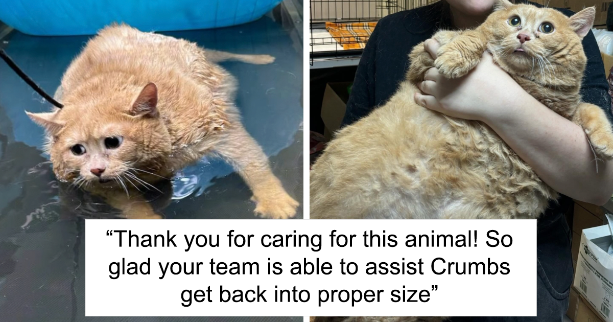 Giant Cat “Crumb” That Weighs Nearly 40 lb Was Rescued From Russian ...