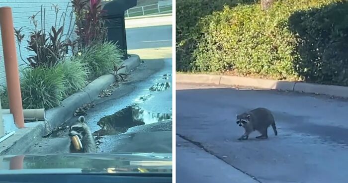 Polite Raccoon Goes Viral When People Are Overtaken By A Video Of Him ...