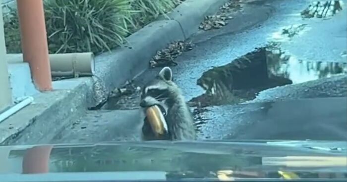 Polite Raccoon Goes Viral When People Are Overtaken By A Video Of Him ...