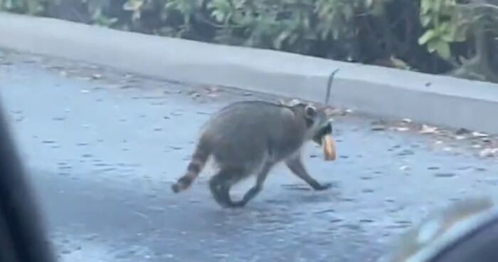 Polite Raccoon Goes Viral When People Are Overtaken By A Video Of Him ...
