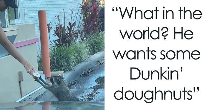 Polite Raccoon Goes Viral When People Are Overtaken By A Video Of Him ...