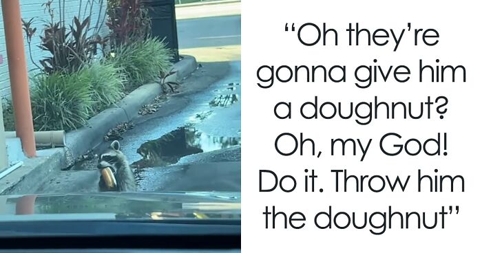 Polite Raccoon Goes Viral When People Are Overtaken By A Video Of Him ...