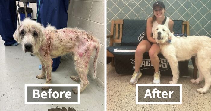 Terribly Neglected Dog Never Loses Hope, Gets Rescued, And Is Given The ...