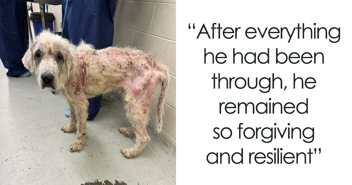 Terribly Neglected Dog Never Loses Hope, Gets Rescued, And Is Given The ...