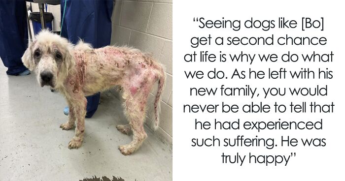 Terribly Neglected Dog Never Loses Hope, Gets Rescued, And Is Given The ...