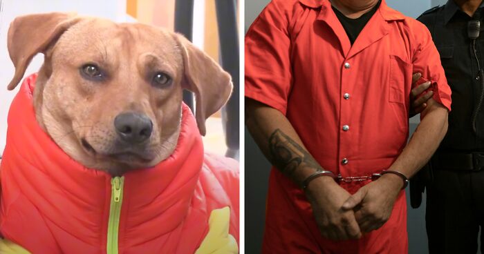 Stray Dog Becomes Employed At A Gas Station After Chasing Off Robbers ...