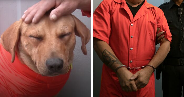 Stray Dog Becomes Employed At A Gas Station After Chasing Off Robbers ...