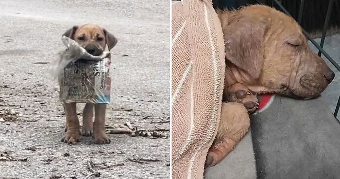 A Story Of A Stray Dog Carrying A Damp Newspaper As His Only Toy Took ...