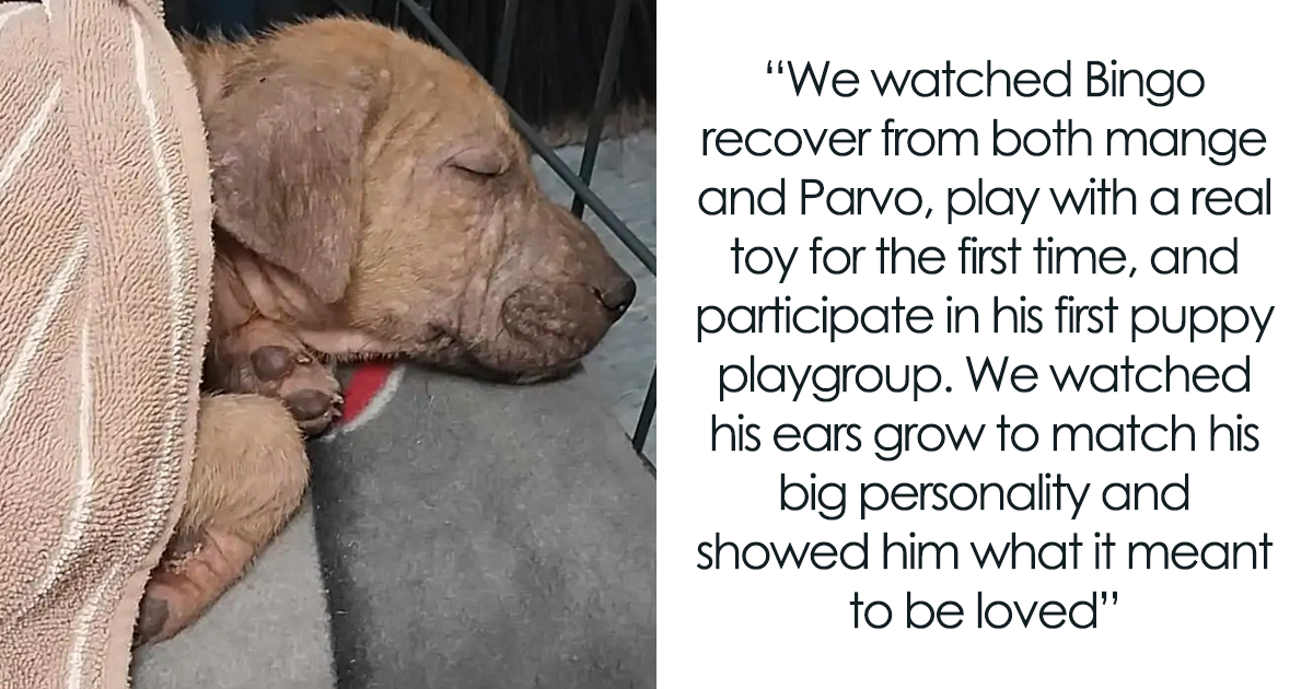 A Story Of A Stray Dog Carrying A Damp Newspaper As His Only Toy Took ...