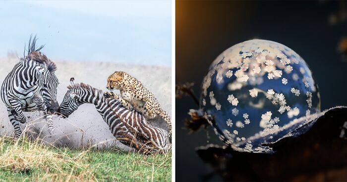 30 Captivating Images Showcasing Nature, Taken By Photographers From ...