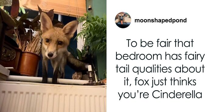 Fox Frequently Sneaks Into Woman’s Home And Sleeps In Her Bed: “It ...