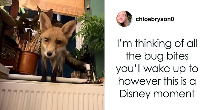 Fox Frequently Sneaks Into Woman’s Home And Sleeps In Her Bed: “It ...