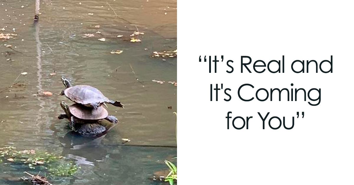 20 Turtle Memes: Slow, Steady, And Absolutely Hilarious | Bored Panda