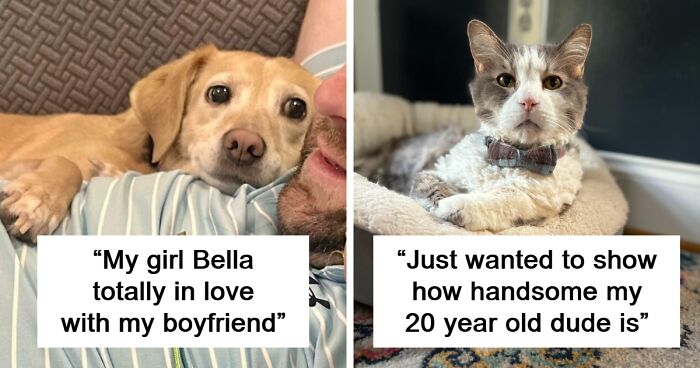 50 Absolutely Adorable Animal Pics To Save Your Day (New Pics) | Bored ...