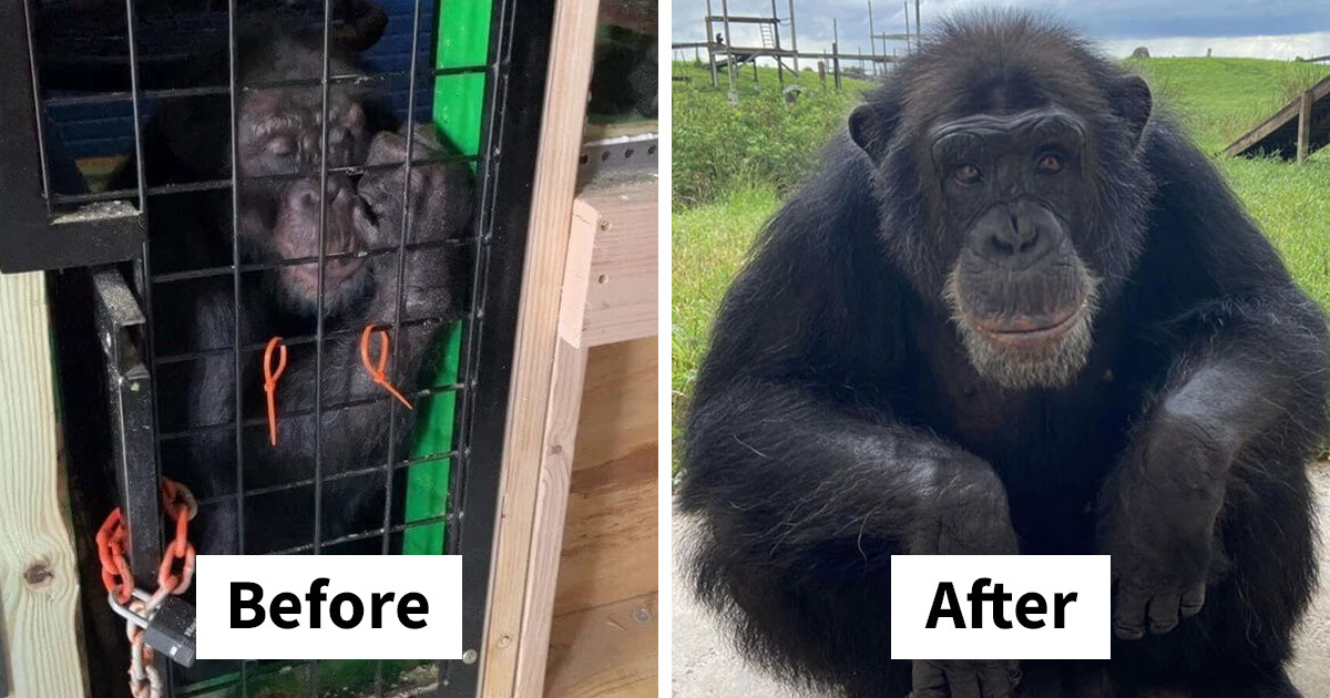 Chimpanzee Attack Before And After