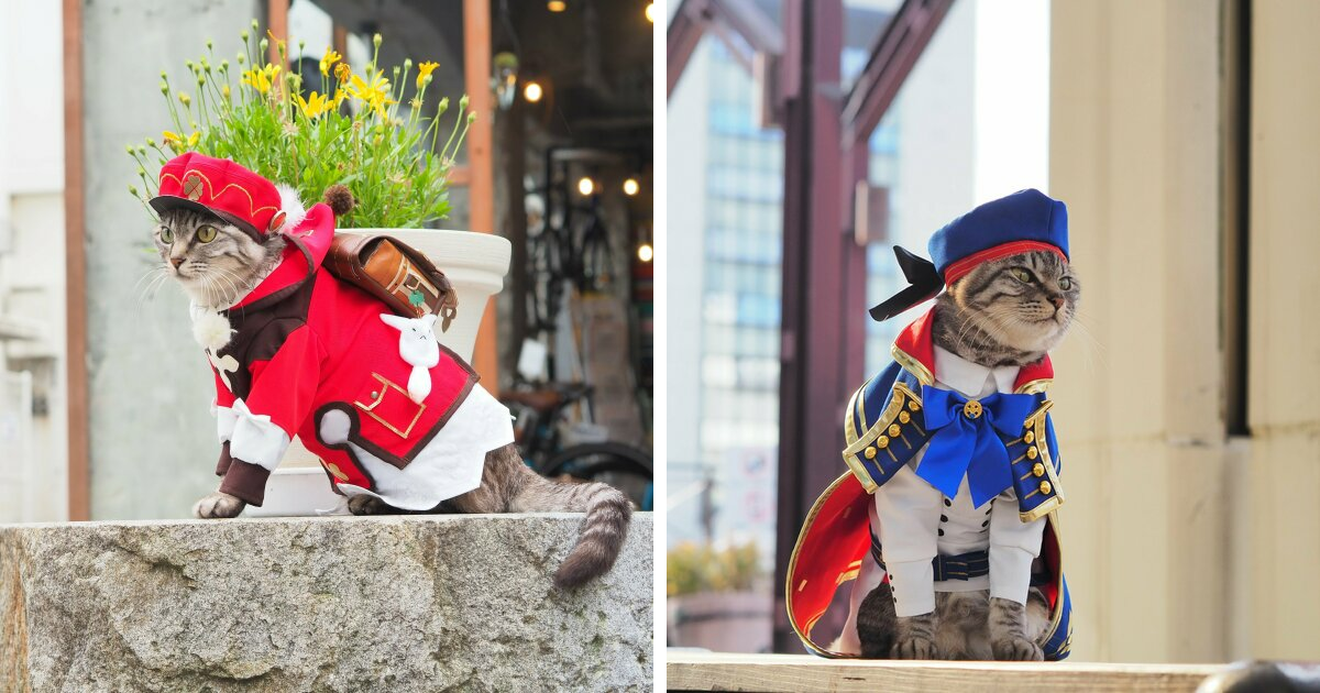 34 Handmade Costumes That This Guy Created For His Cats’ Cosplays (New ...