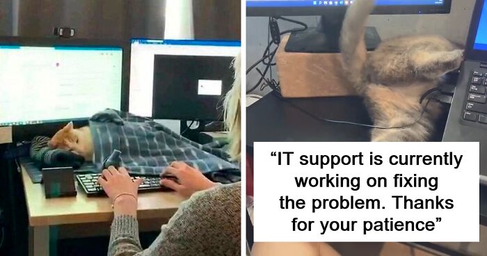 50 Of The Most Adorable Cats That Need A Raise For Their Top-Tier Work ...