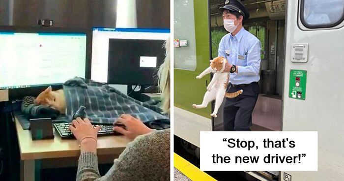 50 Of The Most Adorable Cats That Need A Raise For Their Top-Tier Work ...