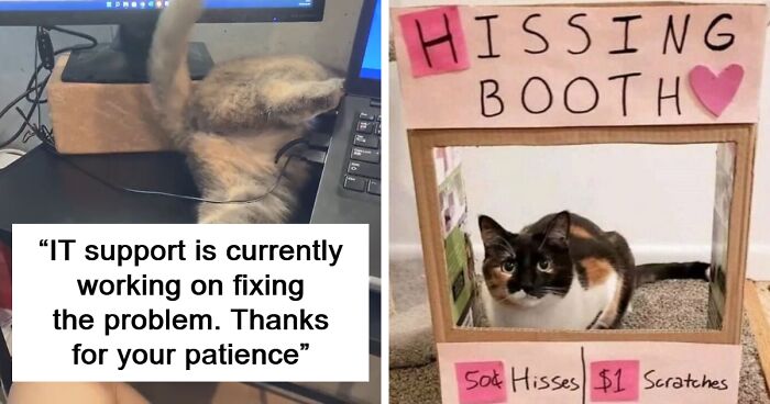 50 Of The Most Adorable Cats That Need A Raise For Their Top-Tier Work ...