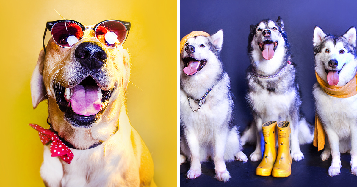 My 13 Colorful And Vibrant Canine Portraits That I Took For A Dog ...