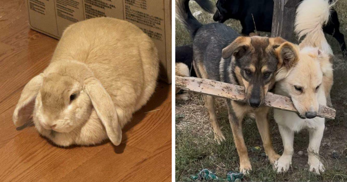 50 Adorable Pet Adoption Pictures To Make Your Day A Little Brighter ...