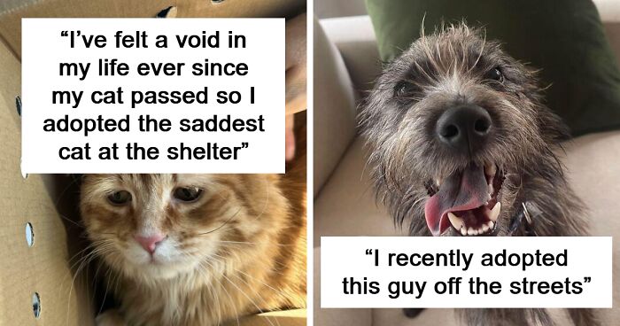 50 Adorable Pet Adoption Pictures To Make Your Day A Little Brighter ...