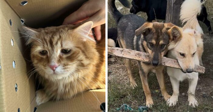 50 Adorable Pet Adoption Pictures To Make Your Day A Little Brighter ...