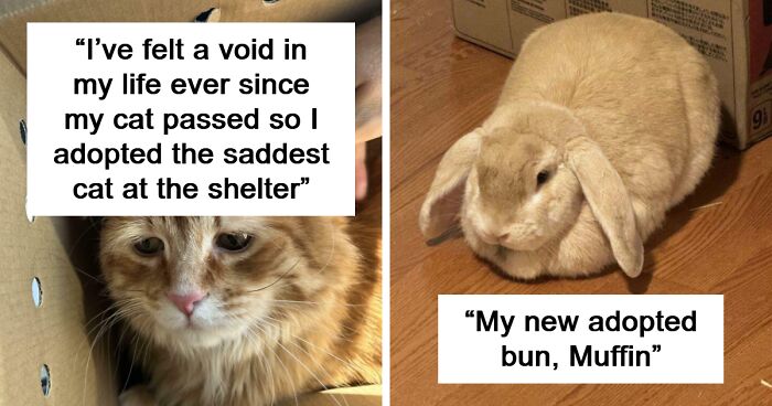 50 Adorable Pet Adoption Pictures To Make Your Day A Little Brighter ...