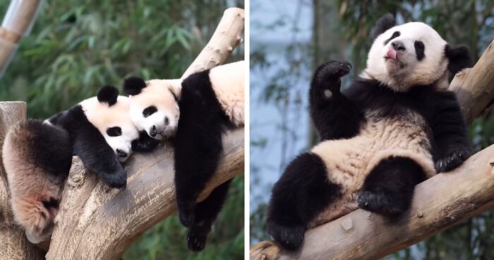 Adorable Panda Twins Are Melting Hearts Online And People Can’t Get Enough