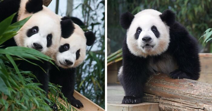 Adorable Panda Twins Are Melting Hearts Online And People Can’t Get Enough