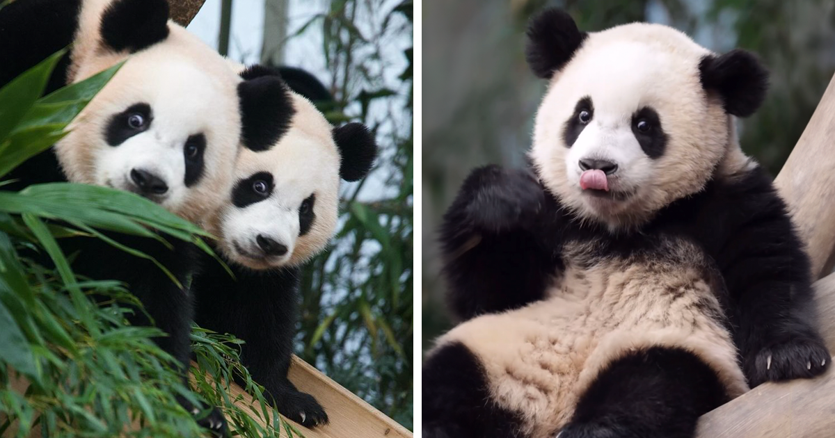 Adorable Panda Twins Are Melting Hearts Online And People Can’t Get ...