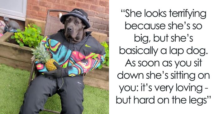 Hilarious Videos Of Mist The Cane Corso Dressed As Human Go Viral, Earn ...