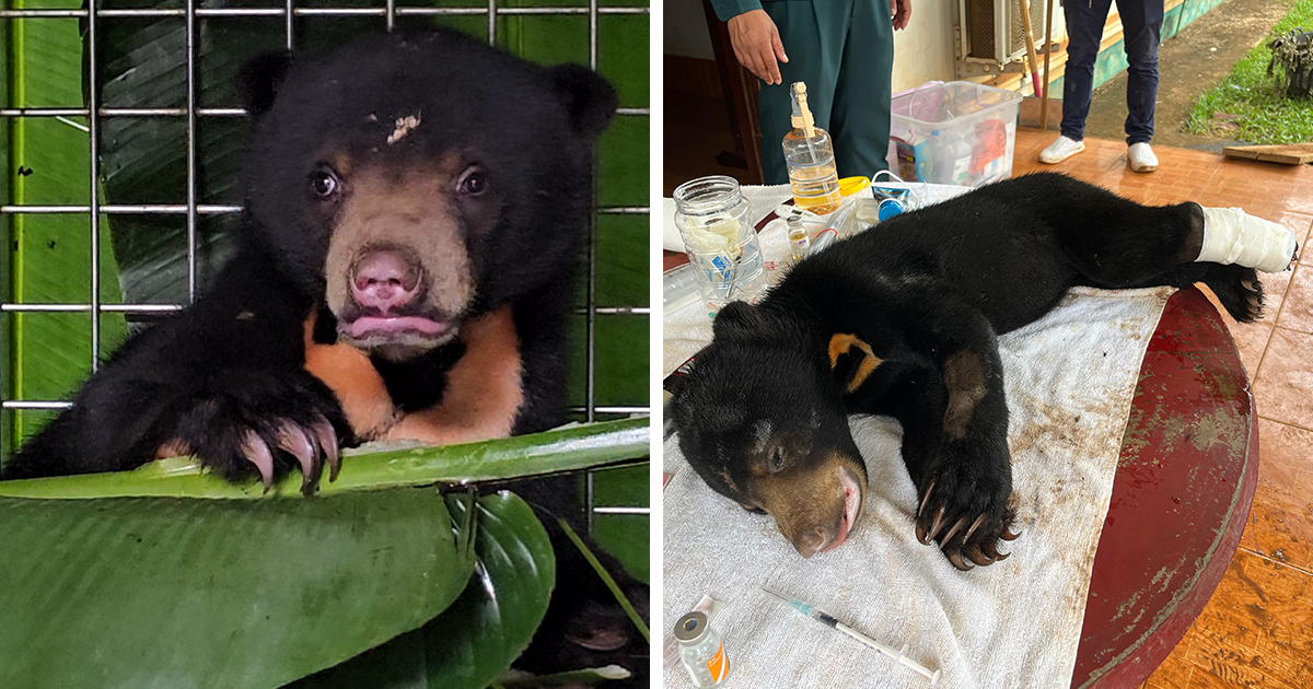 We Rescued A Sun Bear And A Moon Bear Cub In One Day | Bored Panda
