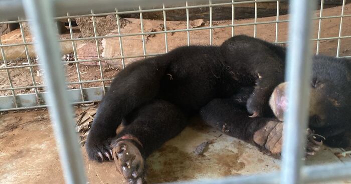 We Rescued A Sun Bear And A Moon Bear Cub In One Day