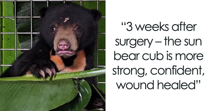 We Rescued A Sun Bear And A Moon Bear Cub In One Day