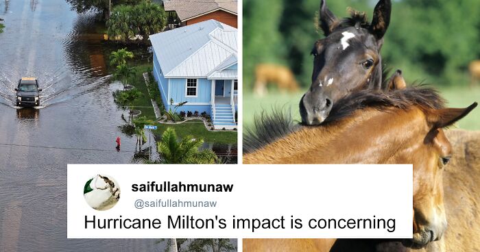 Experts Reveal What You Should And Shouldn’t Do In A Hurricane After A Lot Of Bad Ideas Go Viral ...