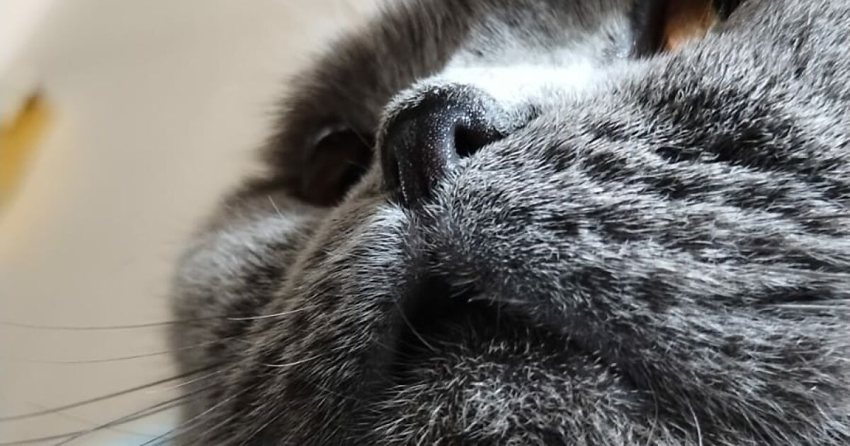 Hey Pandas, Share Cute Pictures Of Your Pets Dong Silly Things (Closed ...