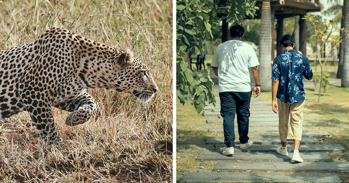 Leopard Attacks People Who Teased And Lured It Out Of Woods, Caught On ...