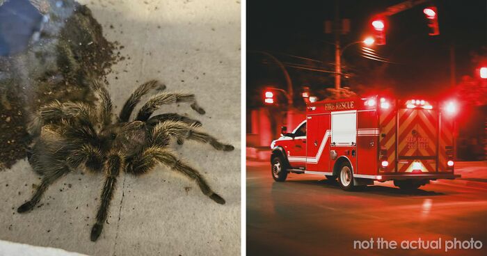 Spider Living Her 3rd Decade Ends Up In A House Fire, Gets Heroically ...