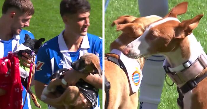 Abandoned Dogs Find Home After Football Team’s Awareness-Raising Action ...
