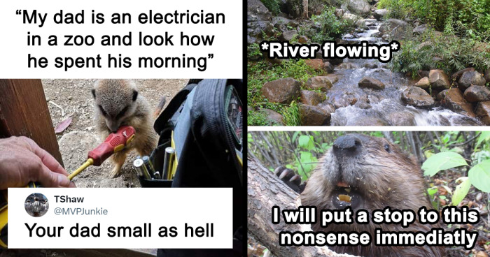 50 Funny And Awkward Animal Posts That Might Make Your Day Much Better