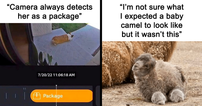 50 Times Animals Were Funnier And More Relatable Than People