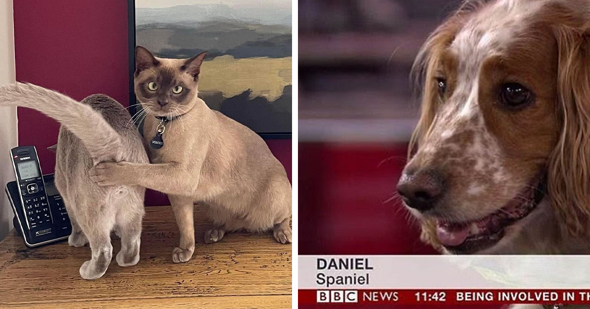 Folks Online Can’t Get Enough Of These 42 Pics Capturing The Cutest And ...